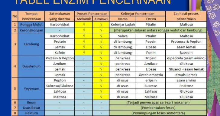 Jenis/Macam-Macam Enzim Pencernaan, Letak dan Fungsinya Terlengkap ...