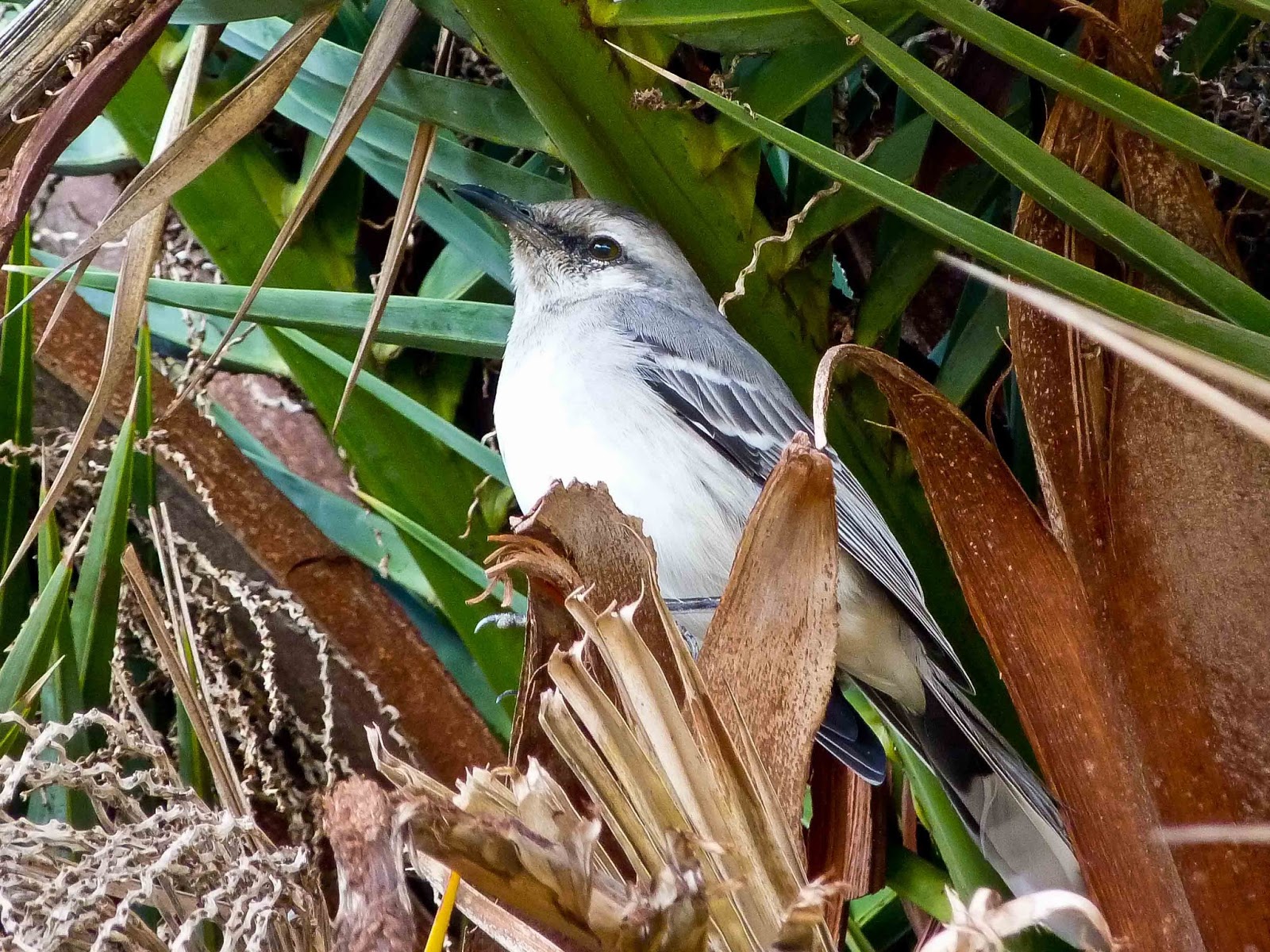 ELANIO AZUL: Sinsonte tropical (Mimus gilvus)