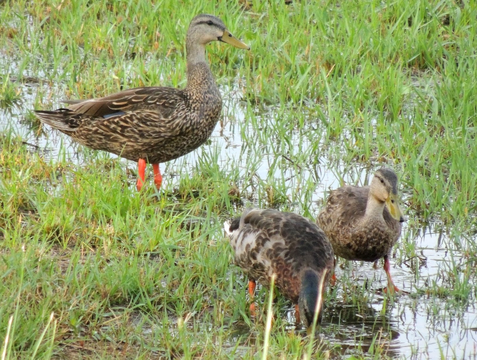 Our Florida Yard: Hybrids? Mottled and Mallard Ducks