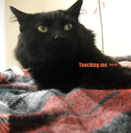 Gigi's Calico Corner: (Did I Say You Could) Touch Me Tuesday?