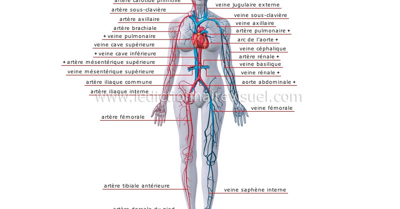 Blog 75: Infos santé : Sport et Santé-Jambes lourdes et sport