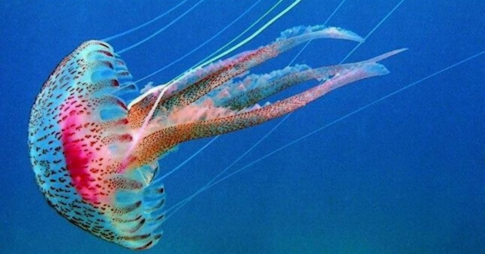 ZlinBlue: Os Cnidários (Celenterados): Animais Urticantes