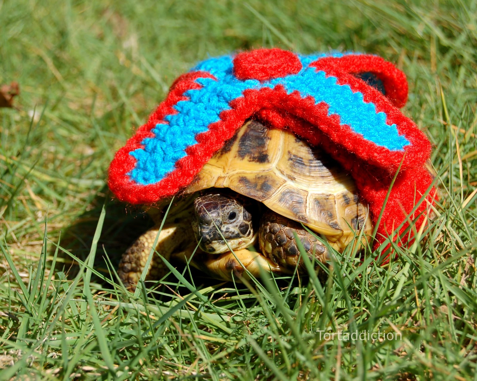 Tortaddiction: My Tortoise cozies.... went VIRAL?!
