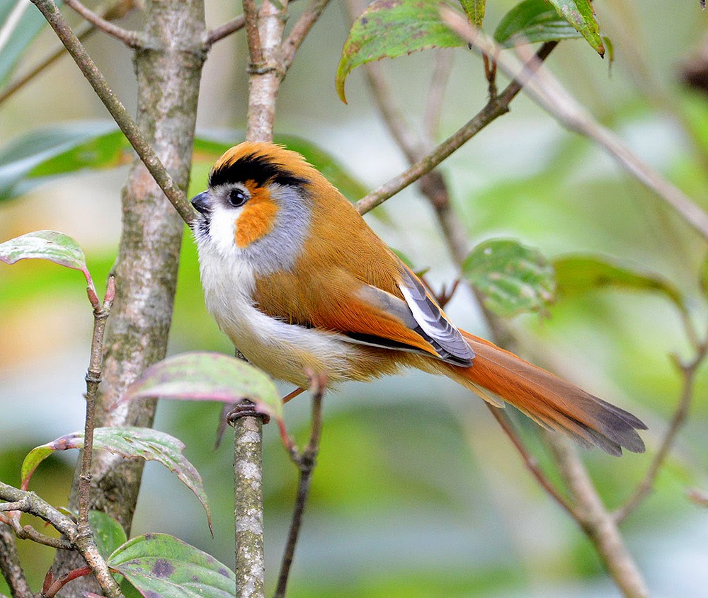 Indian Birds Photography: (delhibirdpix) Black-throated Parrotbill ...