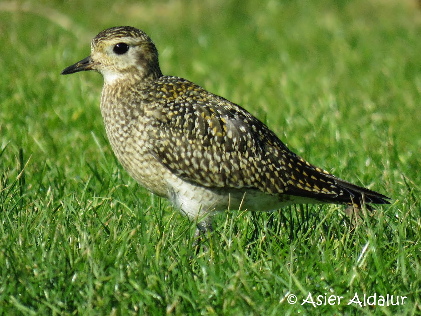 Iñurritza biotopoa: Urre txirri arrunta, Ihi txoriak, Txepetxa, Antzara ...