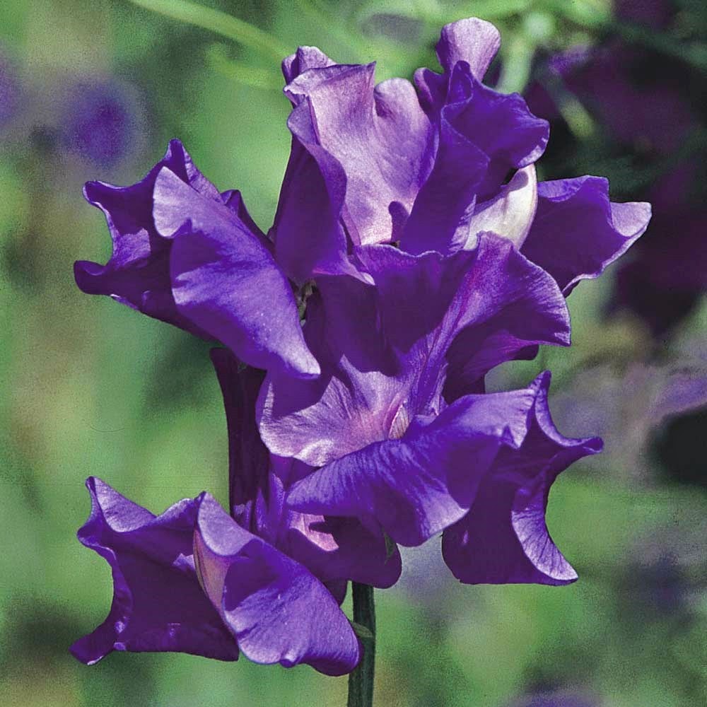 Blue Sweet Pea Flower