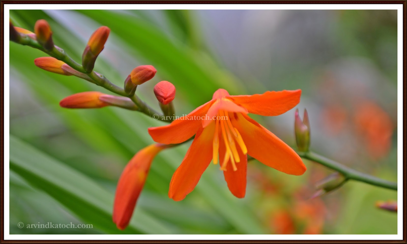 Arvind Katoch Photography : From a Small Bud to Flower (Story of Flowers)