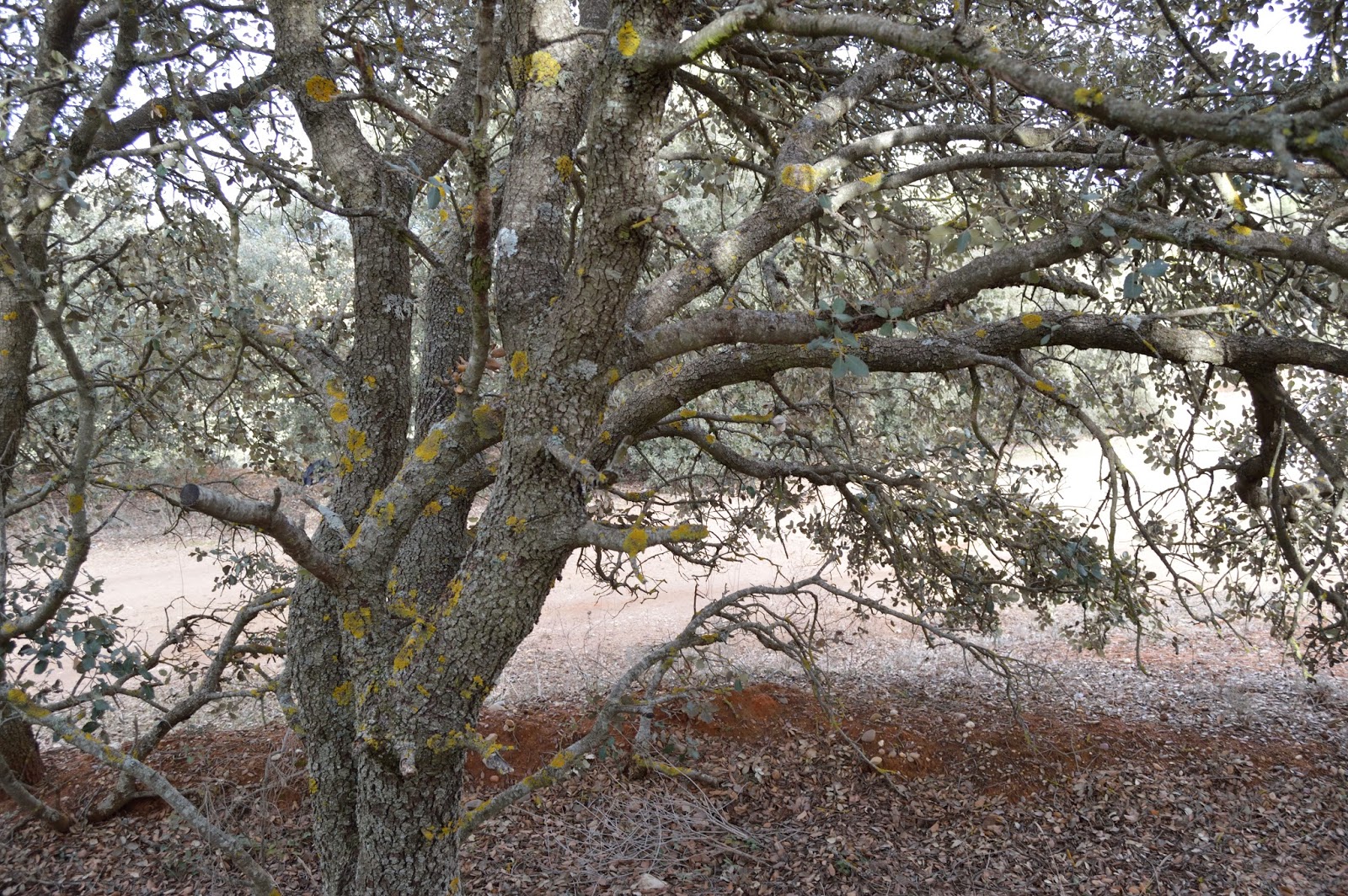 BLOG DE LA CIERVA ANTONIA: Encina o Carrasca (Quercus ilex)