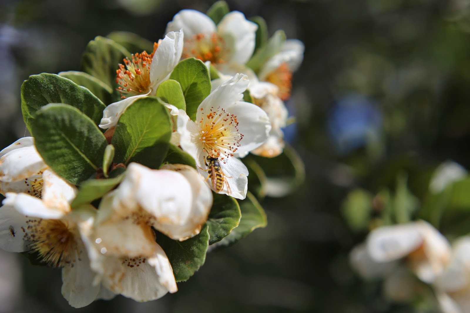PACÍFICO: LA CULTURA DEL ULMO Y LA CULTURA DEL ASCENSOR