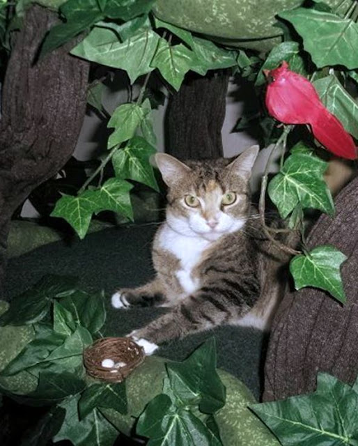 Luxury Cat Trees for Spoiled Rotten Kitties: The Ultimate Cat Tree