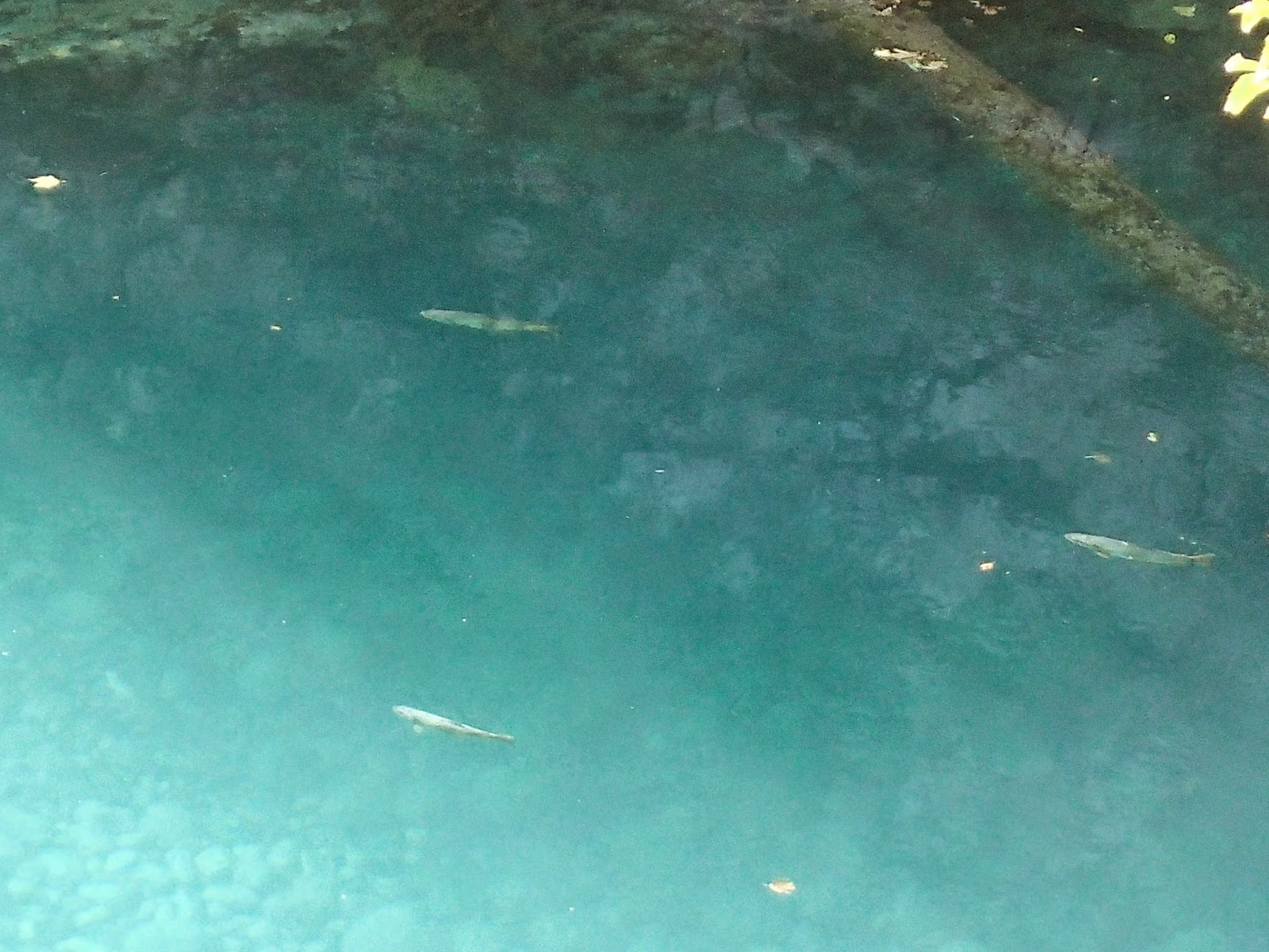 Athens Nature Journal: "Reference river" in Epirus Greece