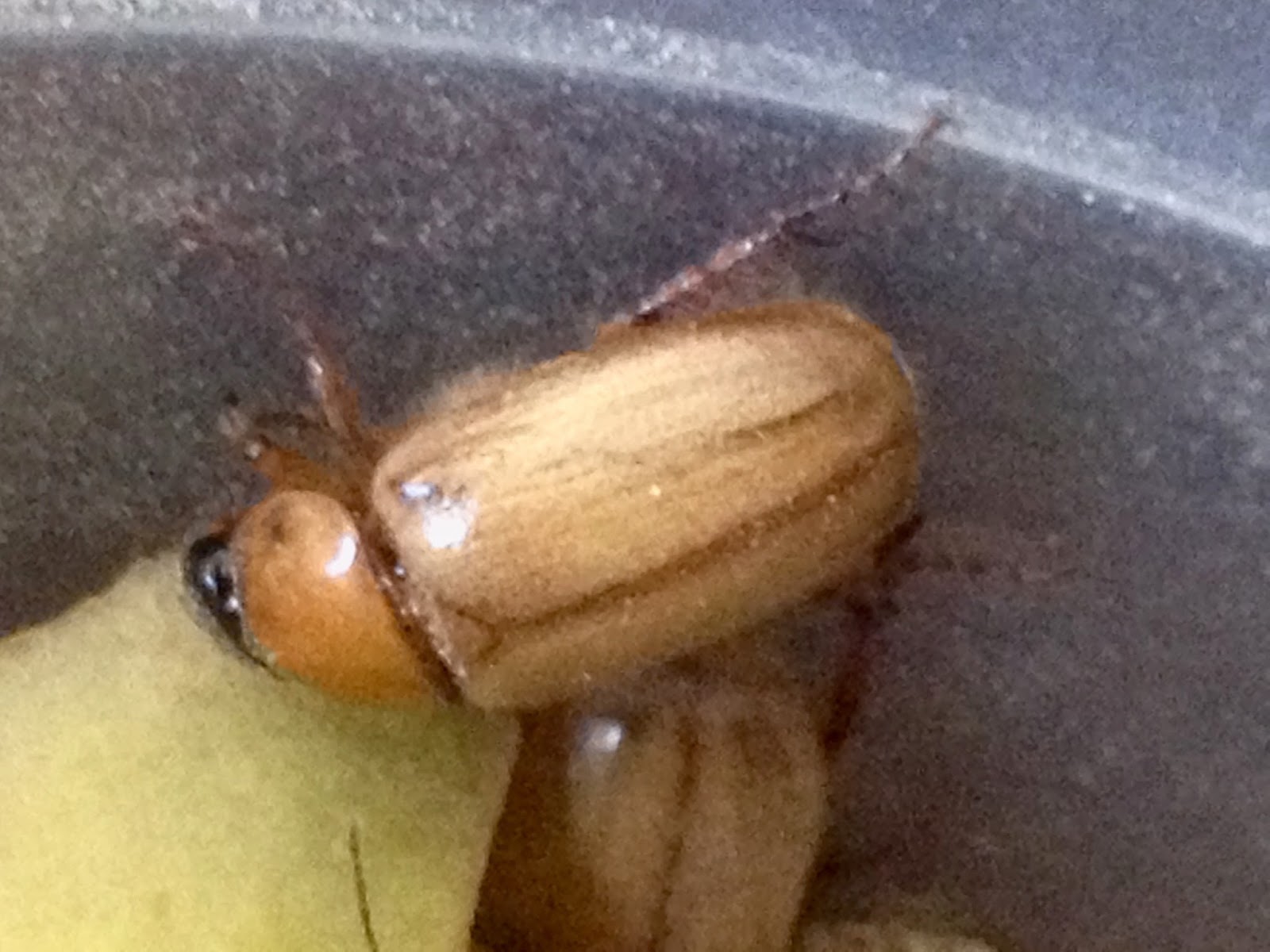 虫頭: コガネカブト（Cyclocephala longula）Masked Chafer