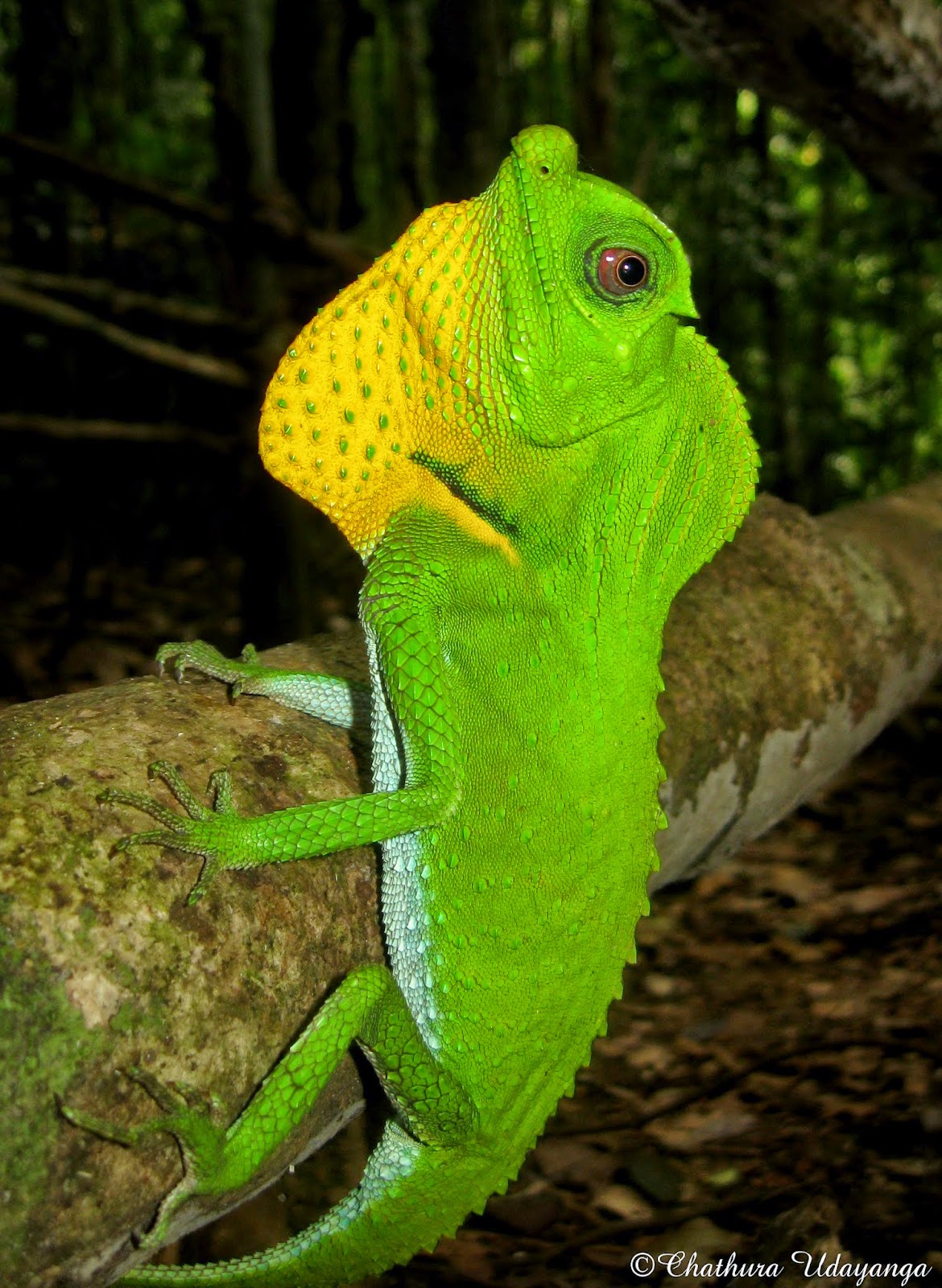Nature Of Srilanka: Lyriocephalus scutatus (Linnaeus, 1758); Hump-nosed ...