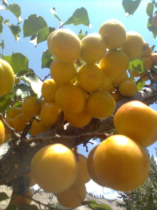 Chitrali apricot.... come to Chitral in June and enjoy this fruit ...