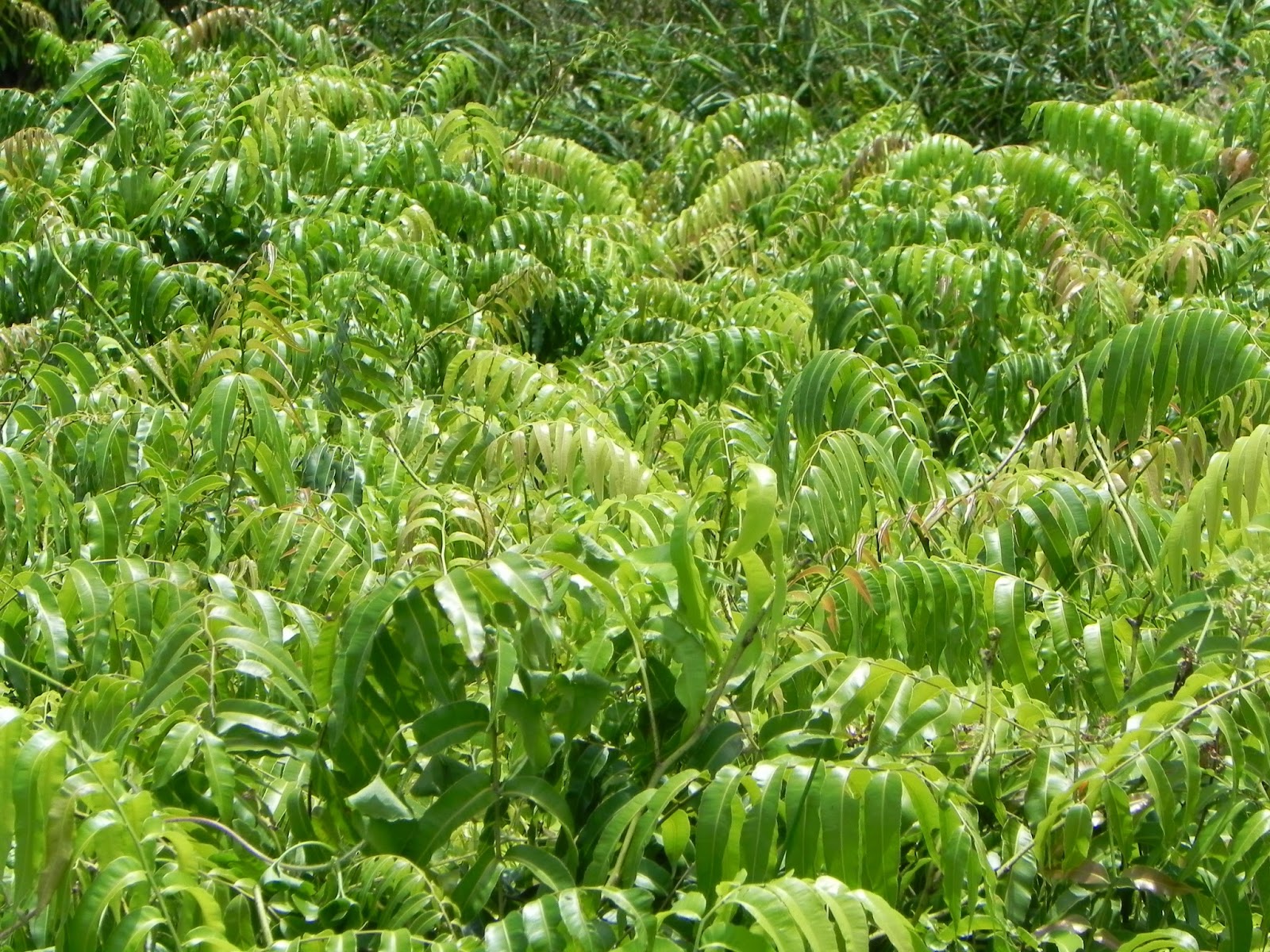 Diet Sihat: Pucuk Midin