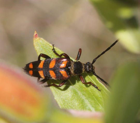 Dawlish Warren Latest Sightings: Saturday 6th July 2013