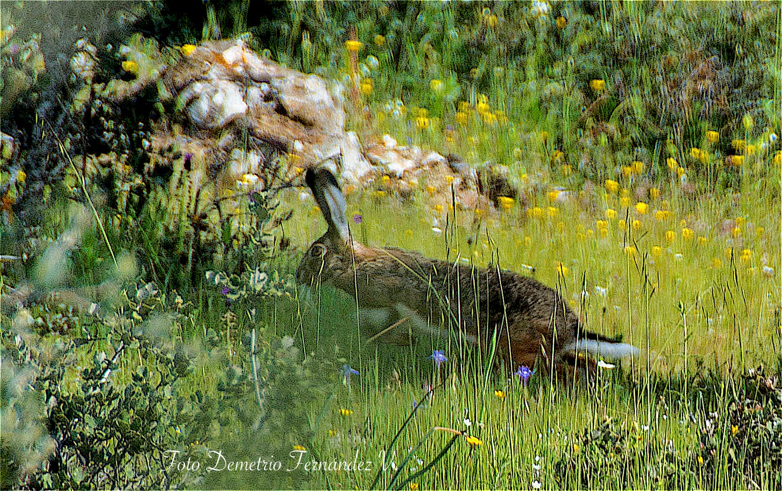 Liebre en campos de Cáceres | Fotografía Demetrio Fernández
