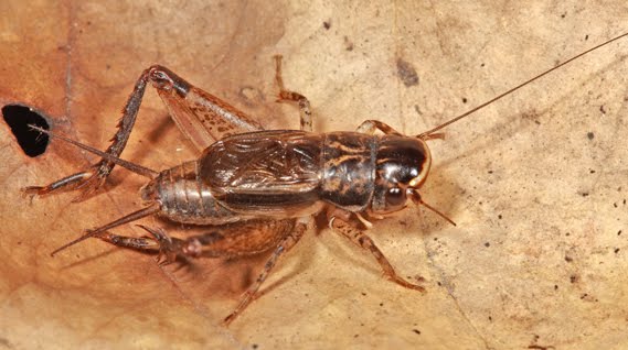 BunyipCo: A Hump-nosed Cricket, Loxoblemmus pallens (Serville)