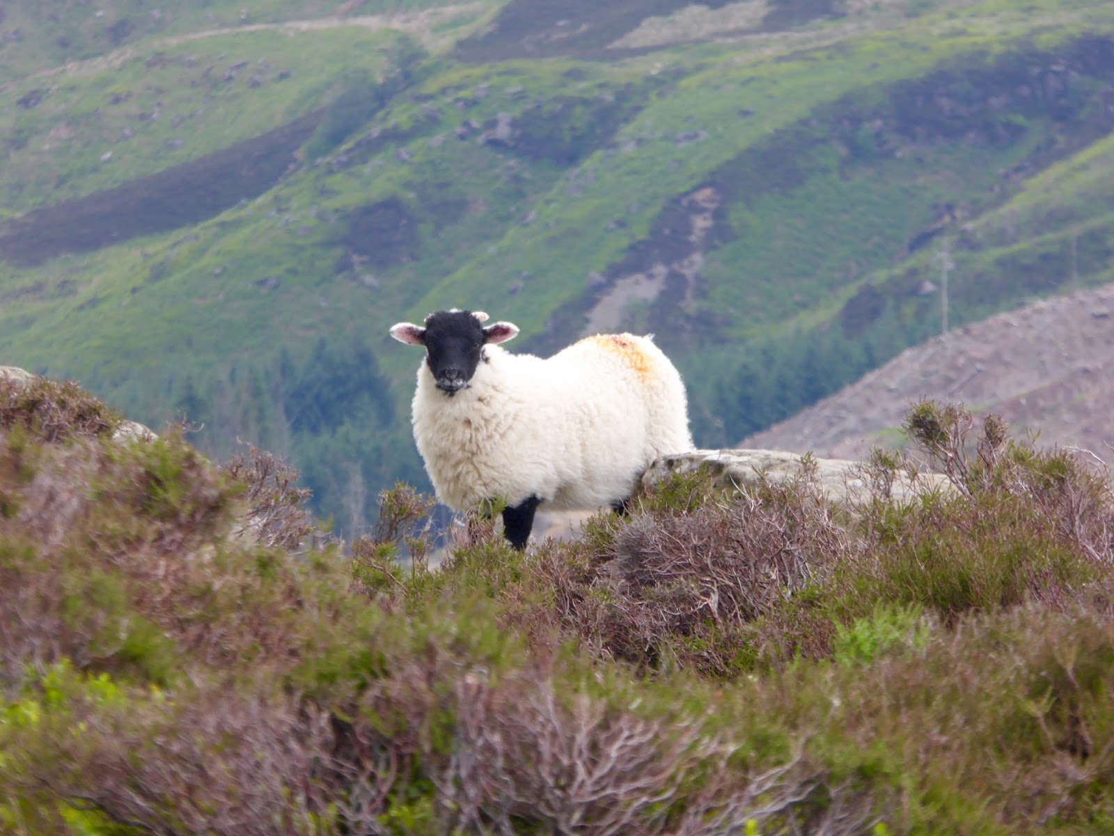 Jimmy Goanna Rides Again: Day 16: Dromonby Bridge to Blakely Ridge