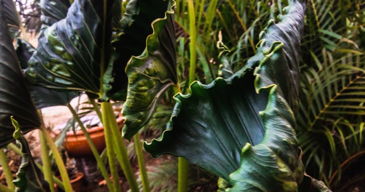Sacred plants: Alocasia triangularis