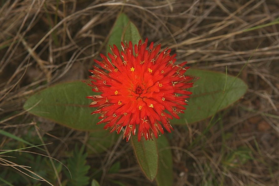Caliandra do Cerrado: Uma flor do Cerrado: Para-tudo, a flor que nunca ...