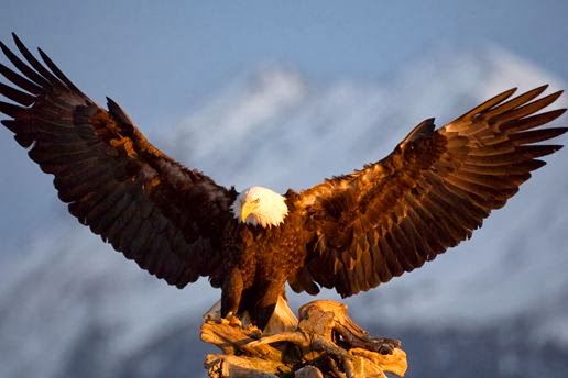 Riaan en Kari Doorduin: Arende