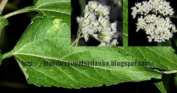 Biodiversity of Sri Lanka: Austroeupatorium inulifolium [Eupatorium ...