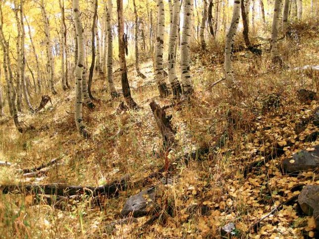 Pippa's Place - Environmentally Speaking: 80,000-Year-Old Quaking Aspen ...