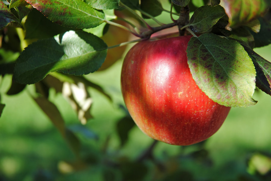 Our Beautiful World: Apple Tree