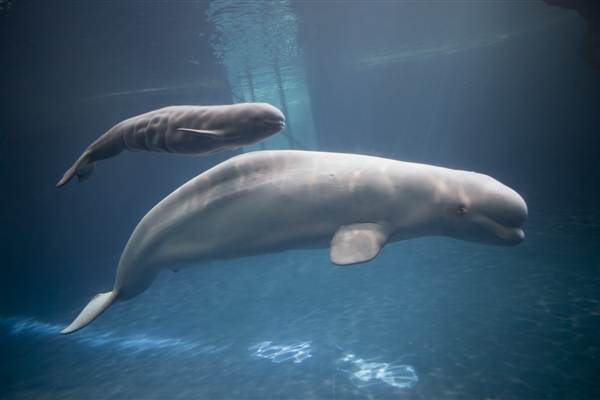 White Wolf : Isn't she lovely? Gender of baby beluga whale revealed