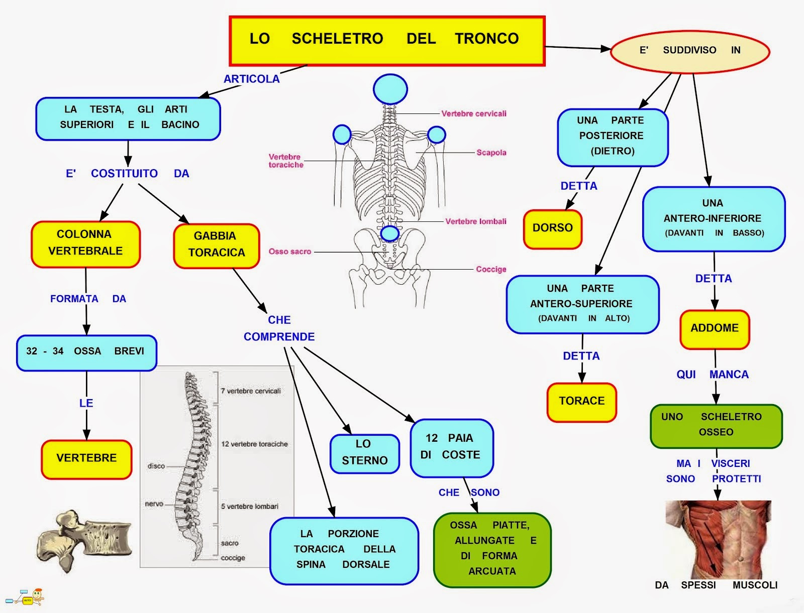 Mappa concettuale: scheletro del tronco • Scuolissima.com