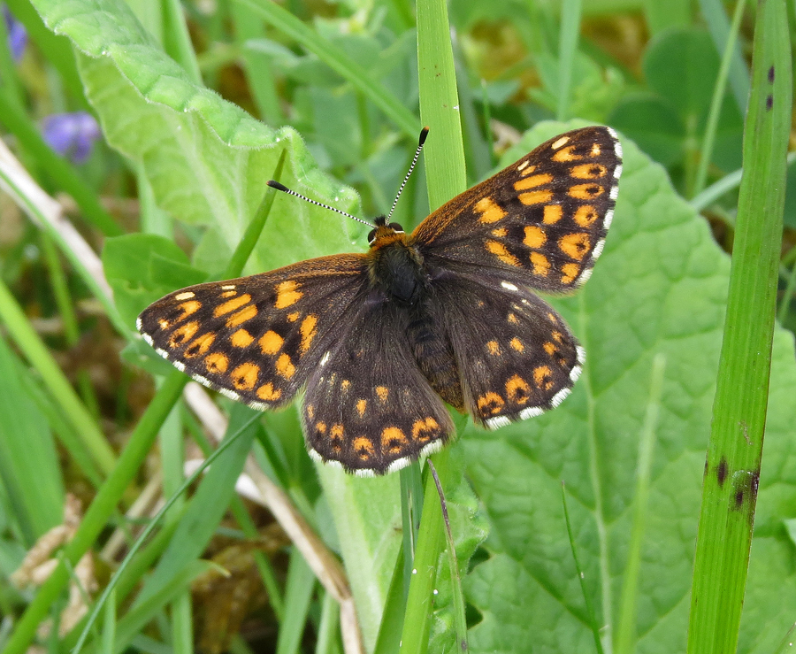 Trittiford mill pond and Birding adventures from near and afar ...
