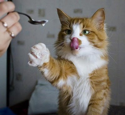 Funny Eating Cat | Kit Cat Kitty Cat Blog