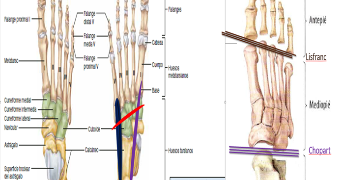 fisioterapia datos curiosos