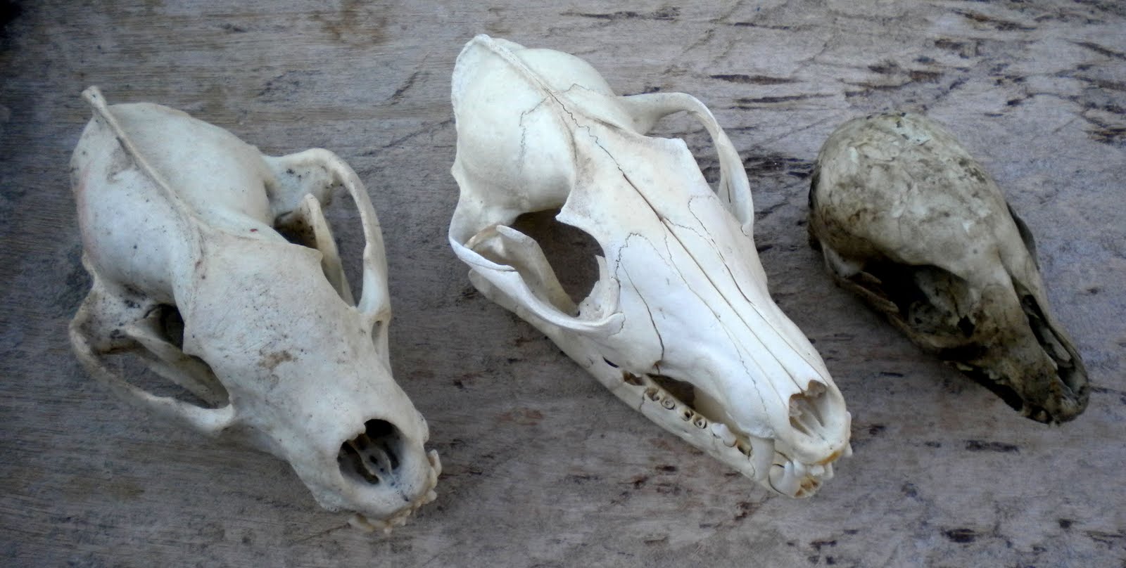 Hedge Finders: Skull of Fox Cub
