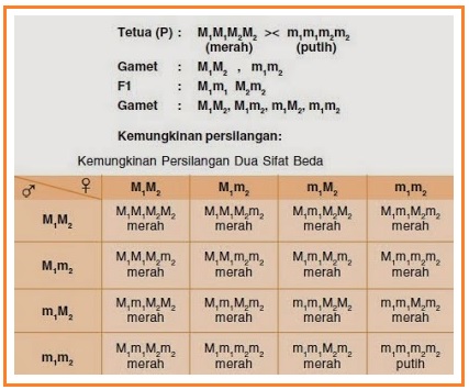 BIOLOGI GONZAGA: GENETIKA DASAR 2