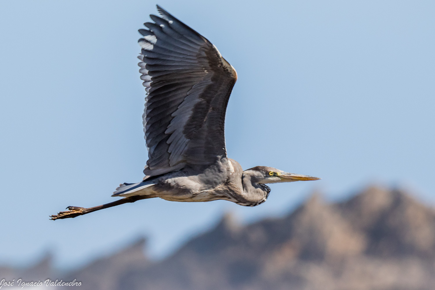 DocNatureBlog: La majestuosa dama gris. Garza real (Ardea cinérea). Garcia.