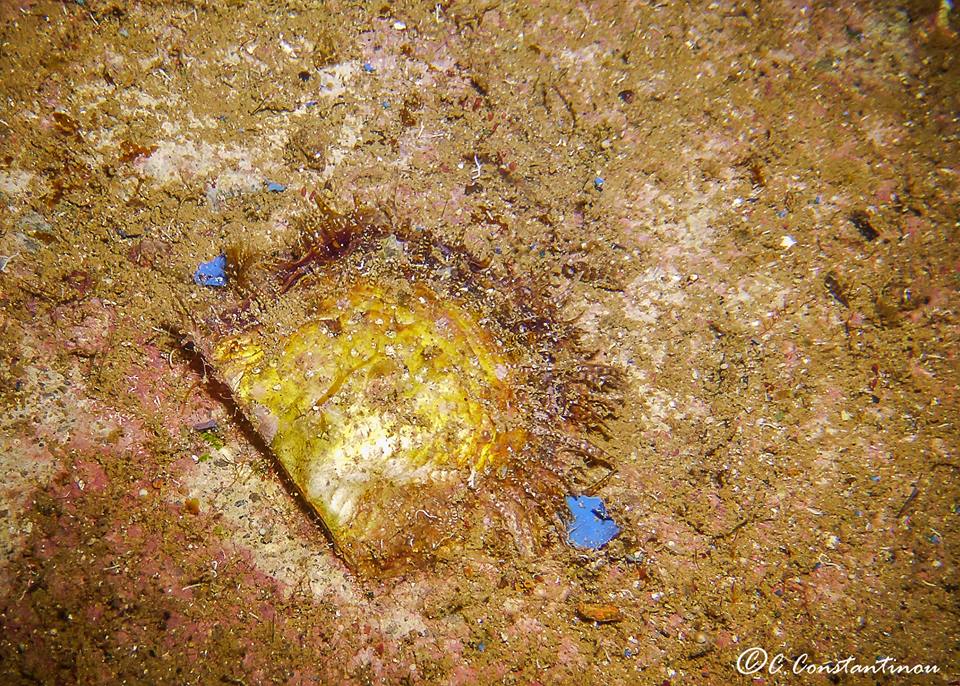 Biodiversity of Cyprus by NGO Protection of the Natural Heritage and ...