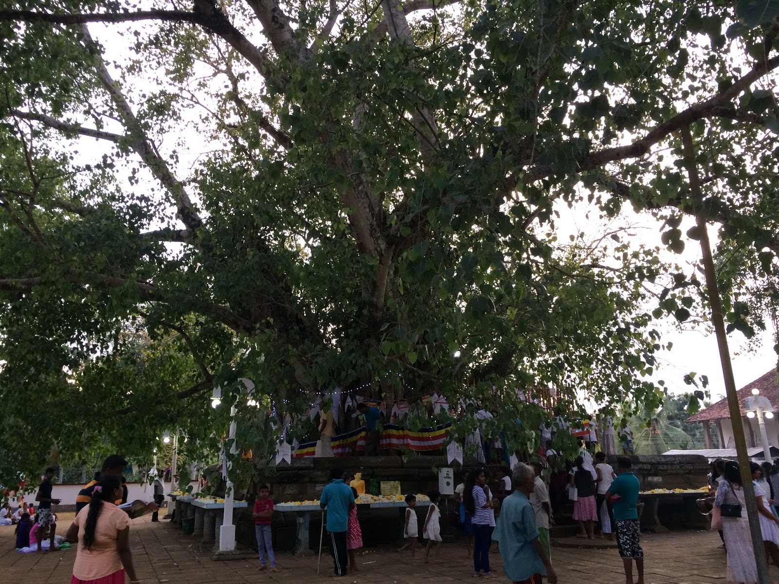 සයිබර් අවකාශයේ සොදුරු නවාතැන: බෙලිගල රජමහා විහාරය (Beligala Rajamaha ...