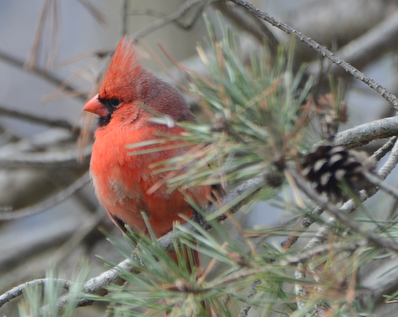 The Woodland Fern: Northern Cardinal