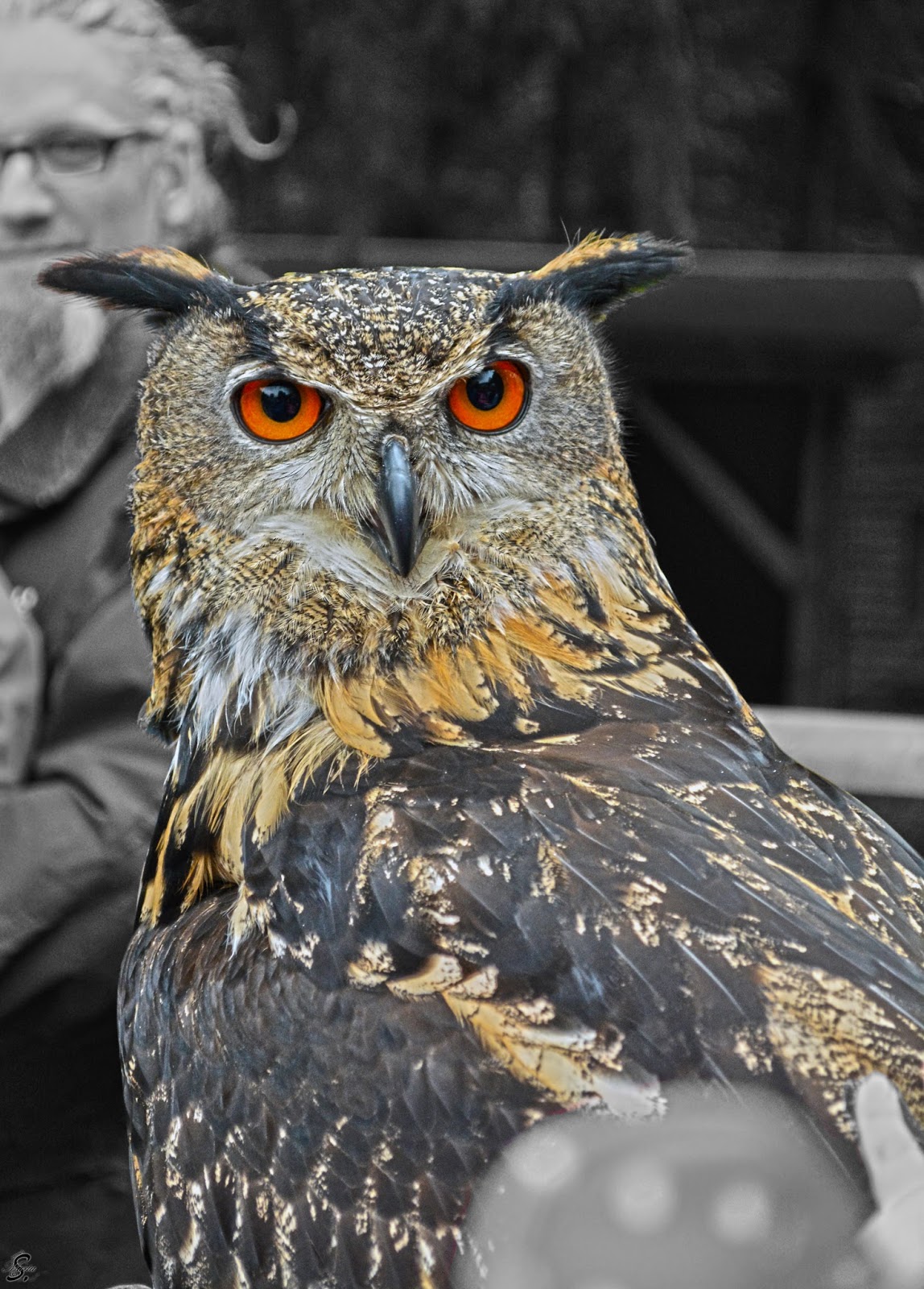 Viele Blickwinkel: Der Uhu ist die größte europäische Eulen-Art.