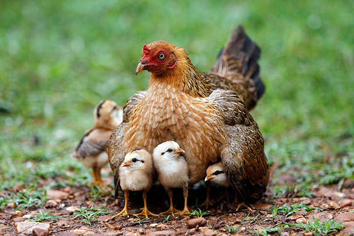 E-Testifies: Awesome Lessons From Mother HEN: