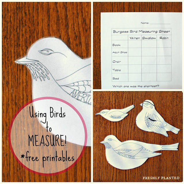 Measuring Is for the Birds! - FreshlyPlanted