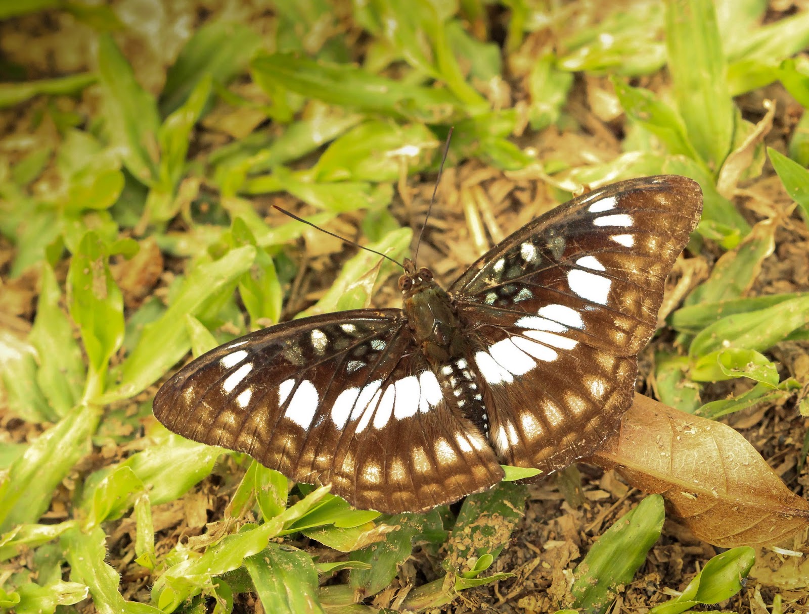 Butterflies of Vietnam: 58. Athyma ranga obsolescens (The Blackvein ...