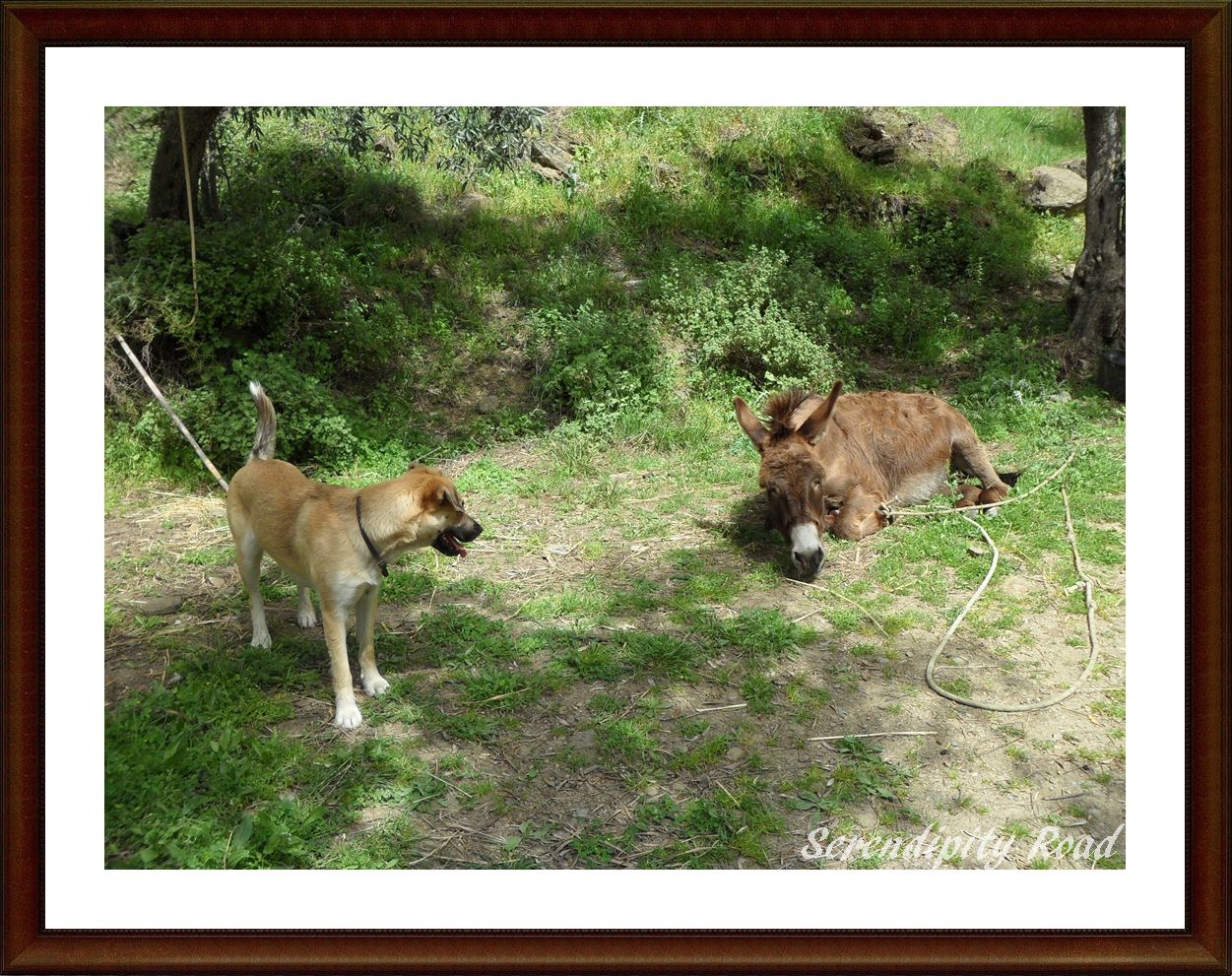 On the Serendipity Road: Pictures from Beneficio/Spain Part 3 // Bilder ...