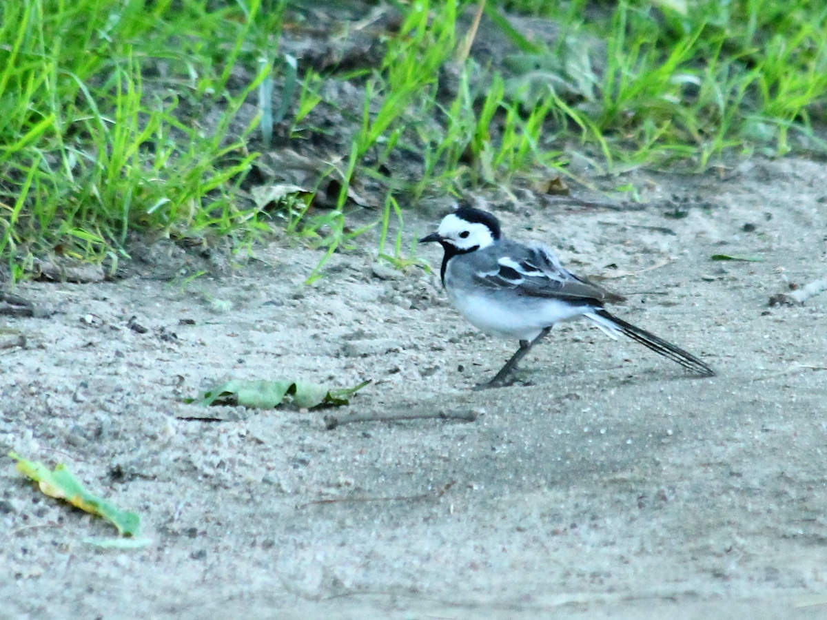 Przyrodnicze obserwacje : Mały czarno-biały ptak, pliszka siwa ( 72 )