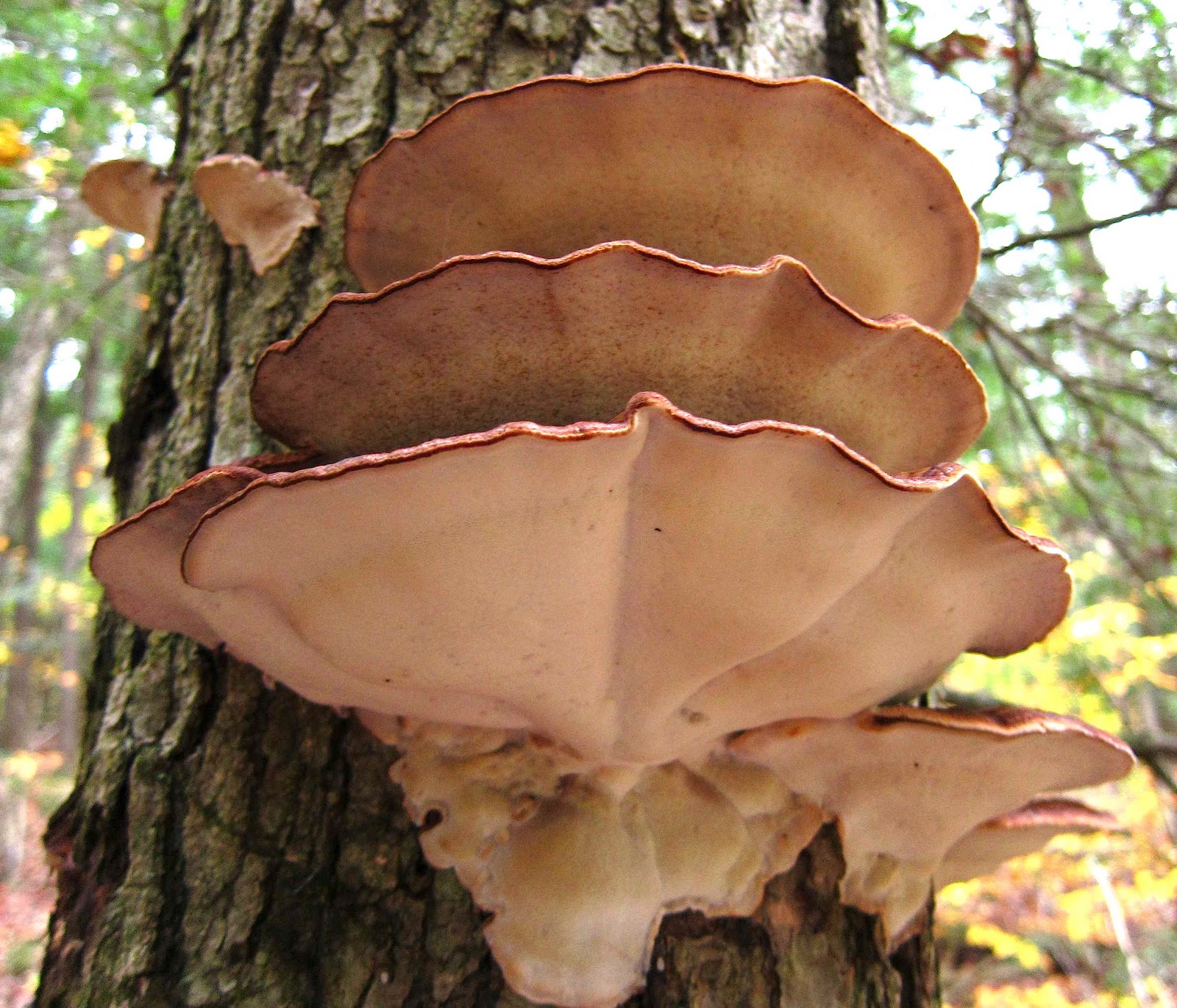 Saratoga woods and waterways: More Adventures at Pyramid Lake