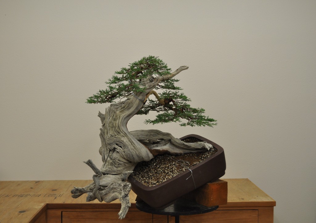 NOSTROMO BONSAI: RYAN NEIL EVOLUCIONES
