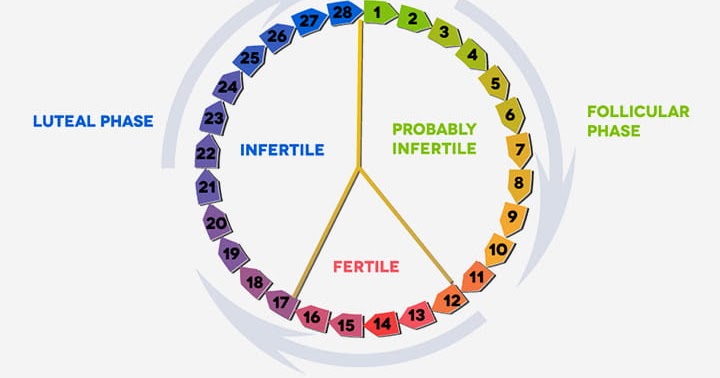 Menstrual Cycle & Health: Normal menstrual cycle