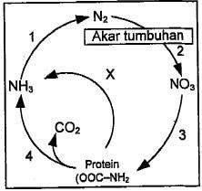 BIOLOGI GONZAGA: DAUR NITROGEN